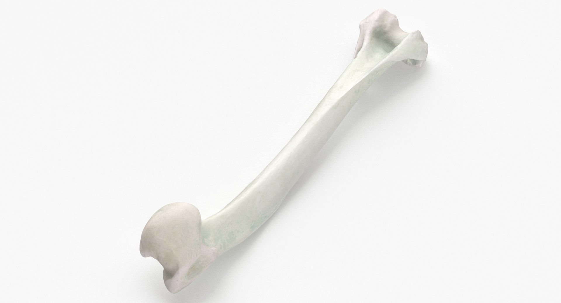Domestic Cat Humerus Bone 01 model - TurboSquid 1913340