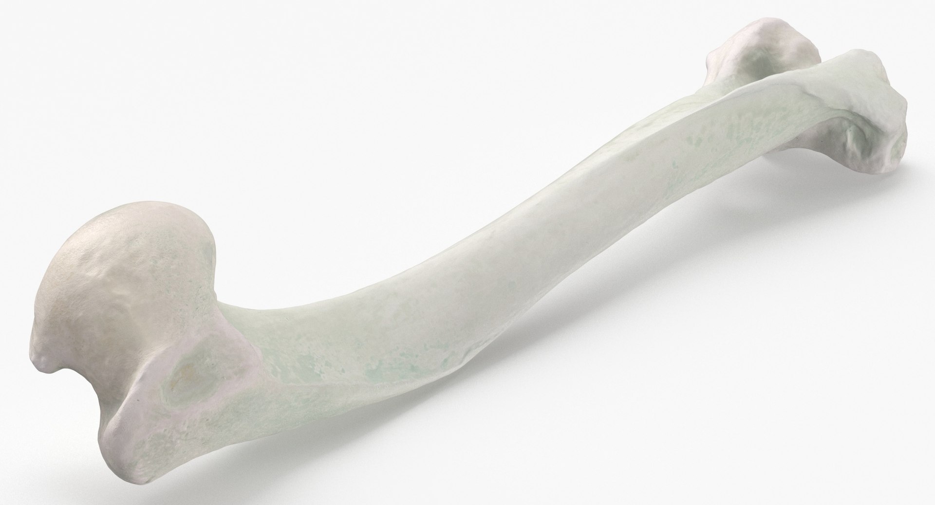 Domestic Cat Humerus Bone 01 Model - TurboSquid 1913340