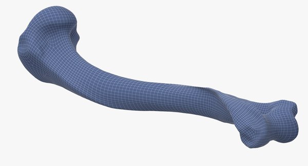 Domestic Cat Humerus Bone 01 model - TurboSquid 1913340