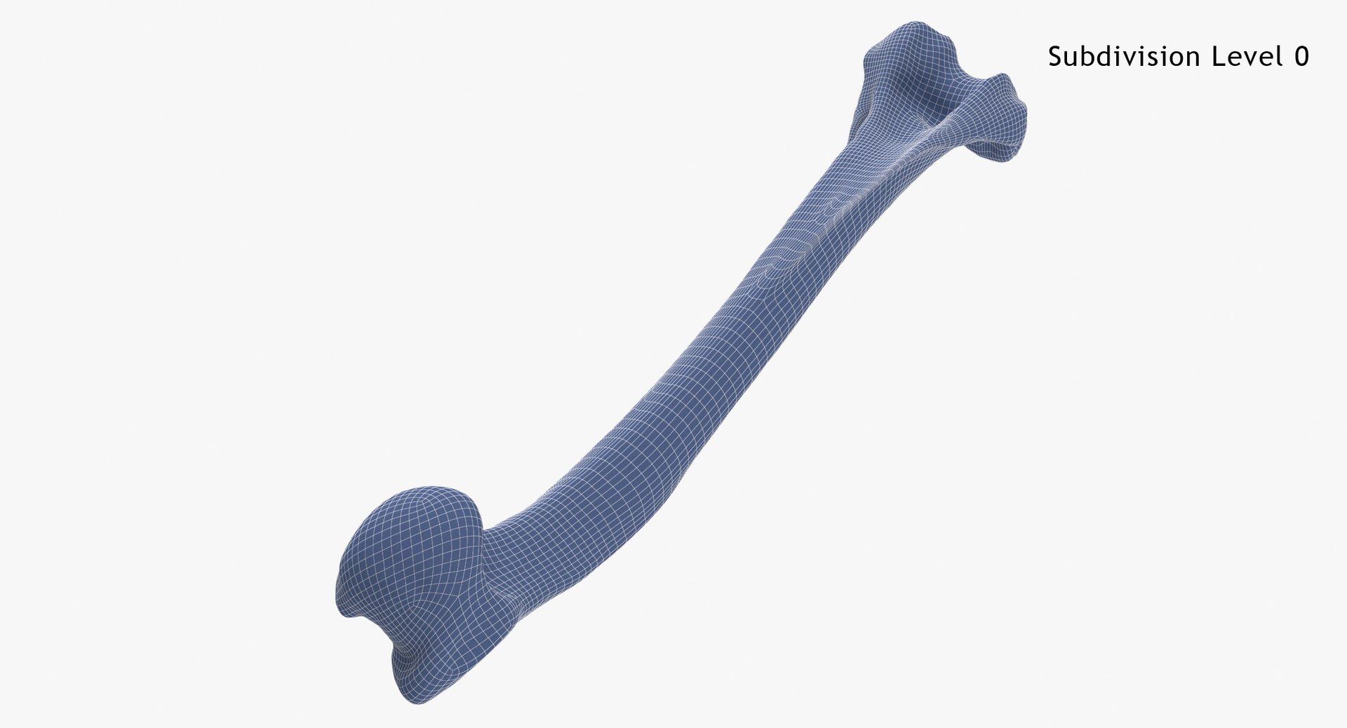 Domestic Cat Humerus Bone 01 model - TurboSquid 1913340