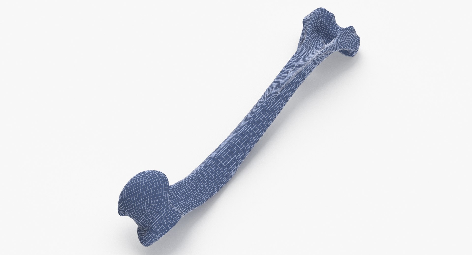 Domestic Cat Humerus Bone 01 Model - TurboSquid 1913340