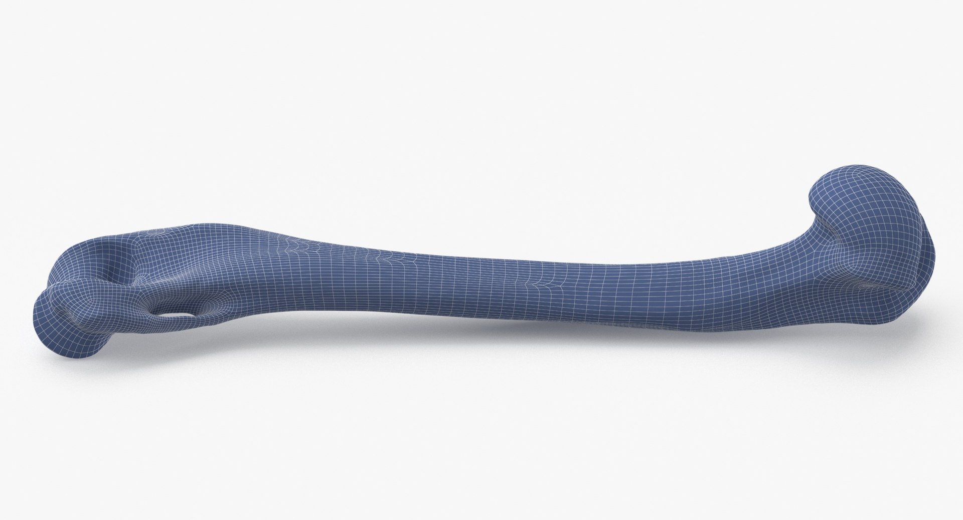 Domestic Cat Humerus Bone 01 model - TurboSquid 1913340