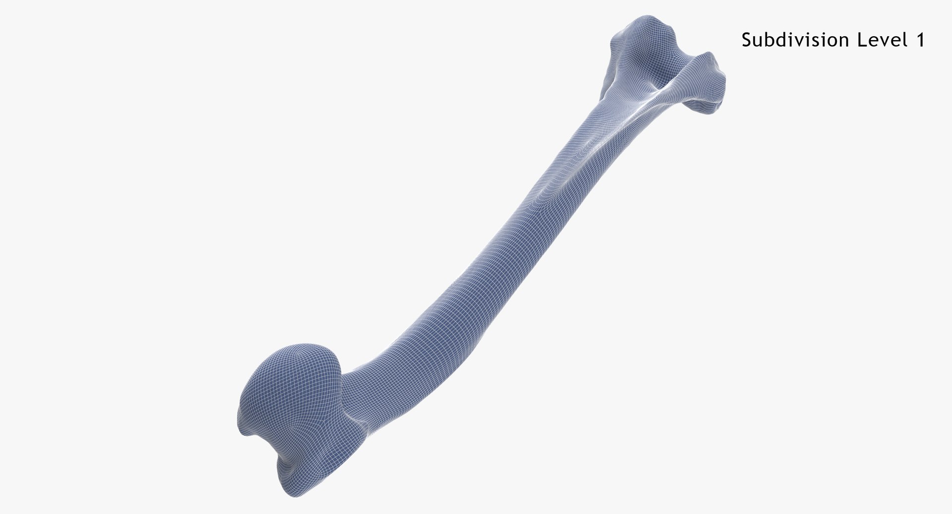 Domestic Cat Humerus Bone 01 model - TurboSquid 1913340