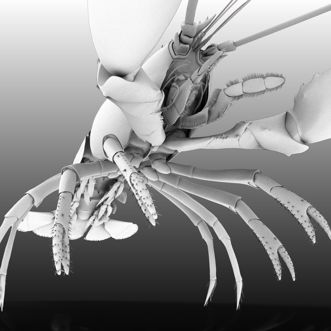 lobster arnold 3d xsi