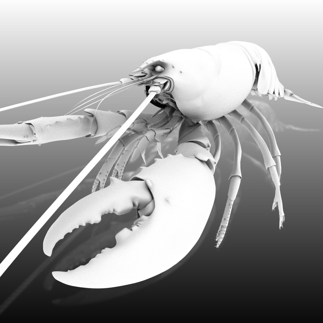 lobster arnold 3d xsi