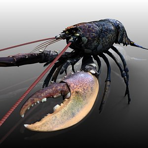 Lobster 3D Models for Download | TurboSquid