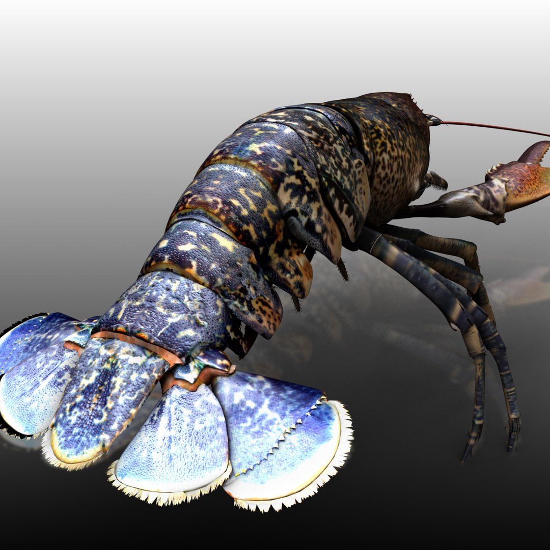 lobster arnold 3d xsi