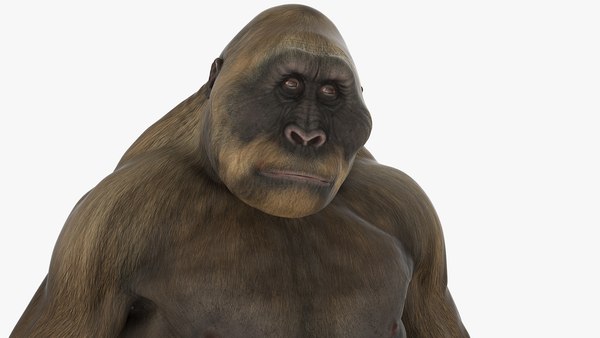 modelo 3d El gran simio Gigantopithecus en posición de pie - TurboSquid ...