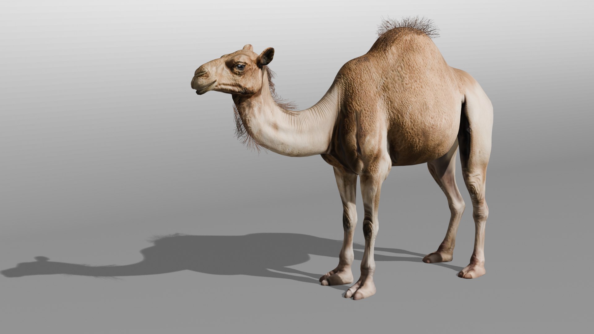 Realistic 3D Camel Model 3D Model - TurboSquid 2381504
