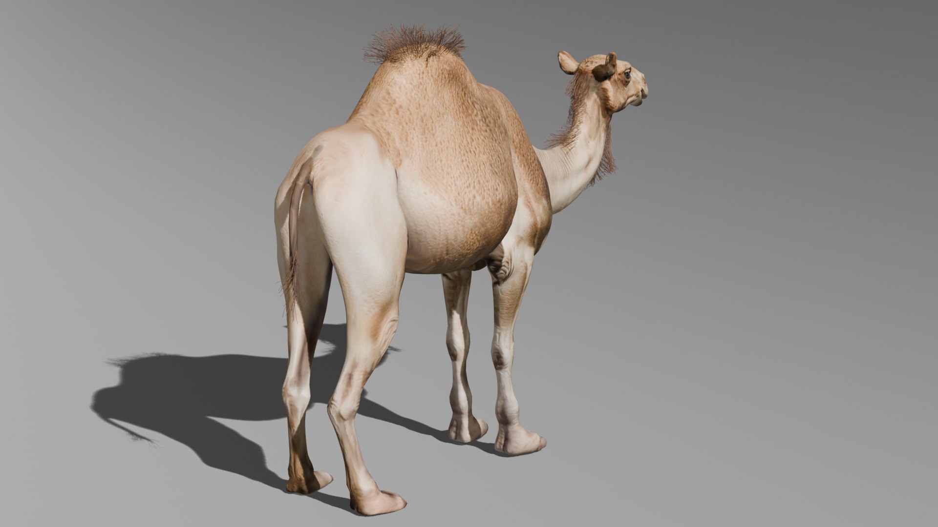 Realistic 3D Camel Model 3D Model - TurboSquid 2381504