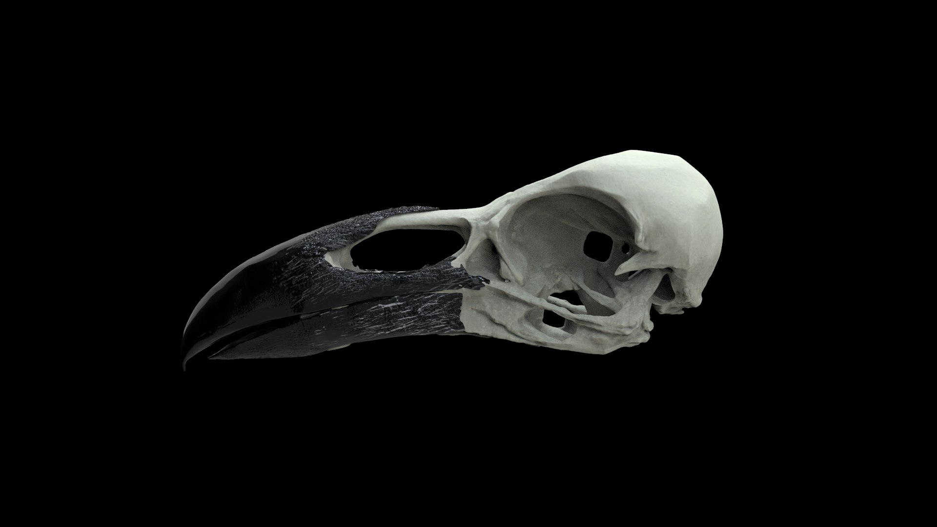 Skull Crow Raven Animate 3D - TurboSquid 1665381