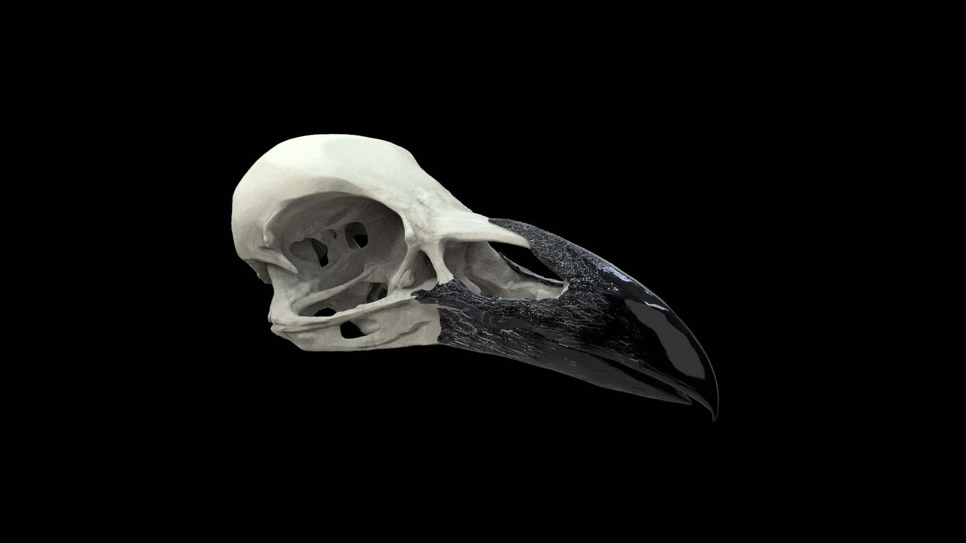 Skull Crow Raven Animate 3D - TurboSquid 1665381