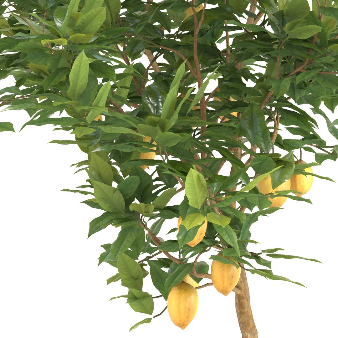 Lemon Tree 3D Model - TurboSquid 1584529