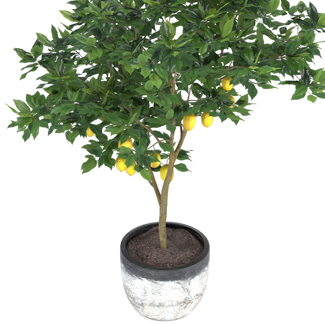 Lemon Tree 3D Model - TurboSquid 1584529