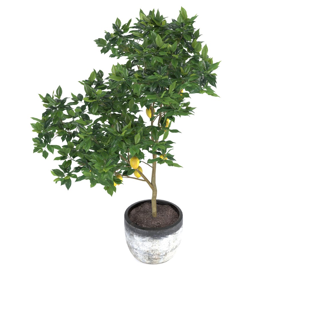 Lemon Tree 3D Model - TurboSquid 1584529