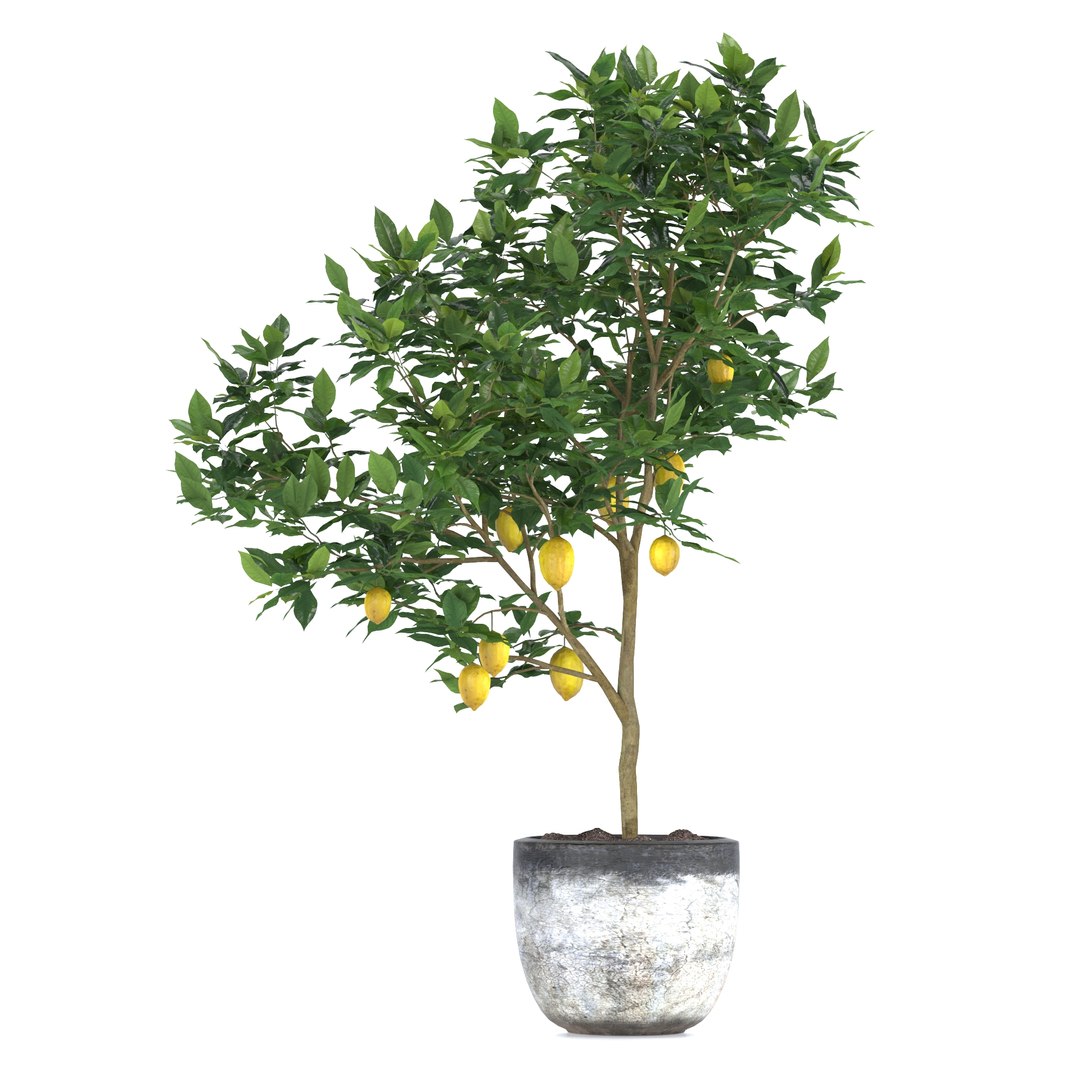 Lemon Tree 3D Model - TurboSquid 1584529