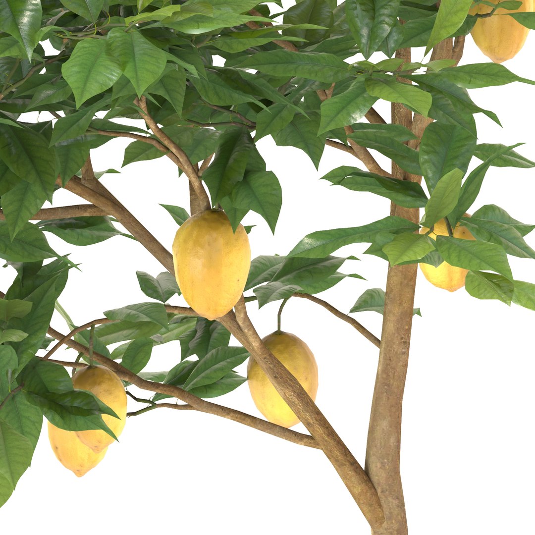 Lemon Tree 3D Model - TurboSquid 1584529