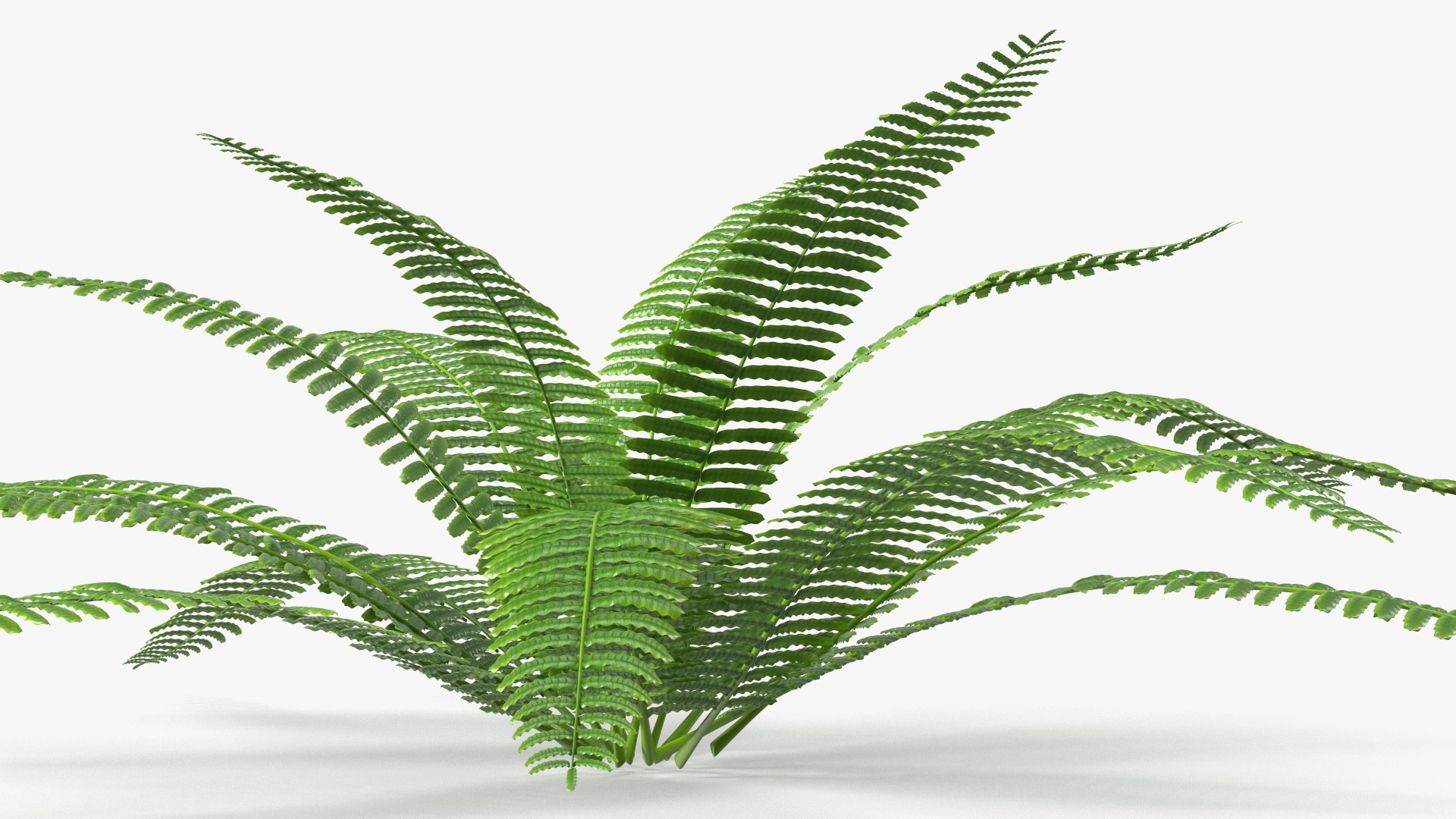 3D Model Tropical Fern Plant - TurboSquid 2238335