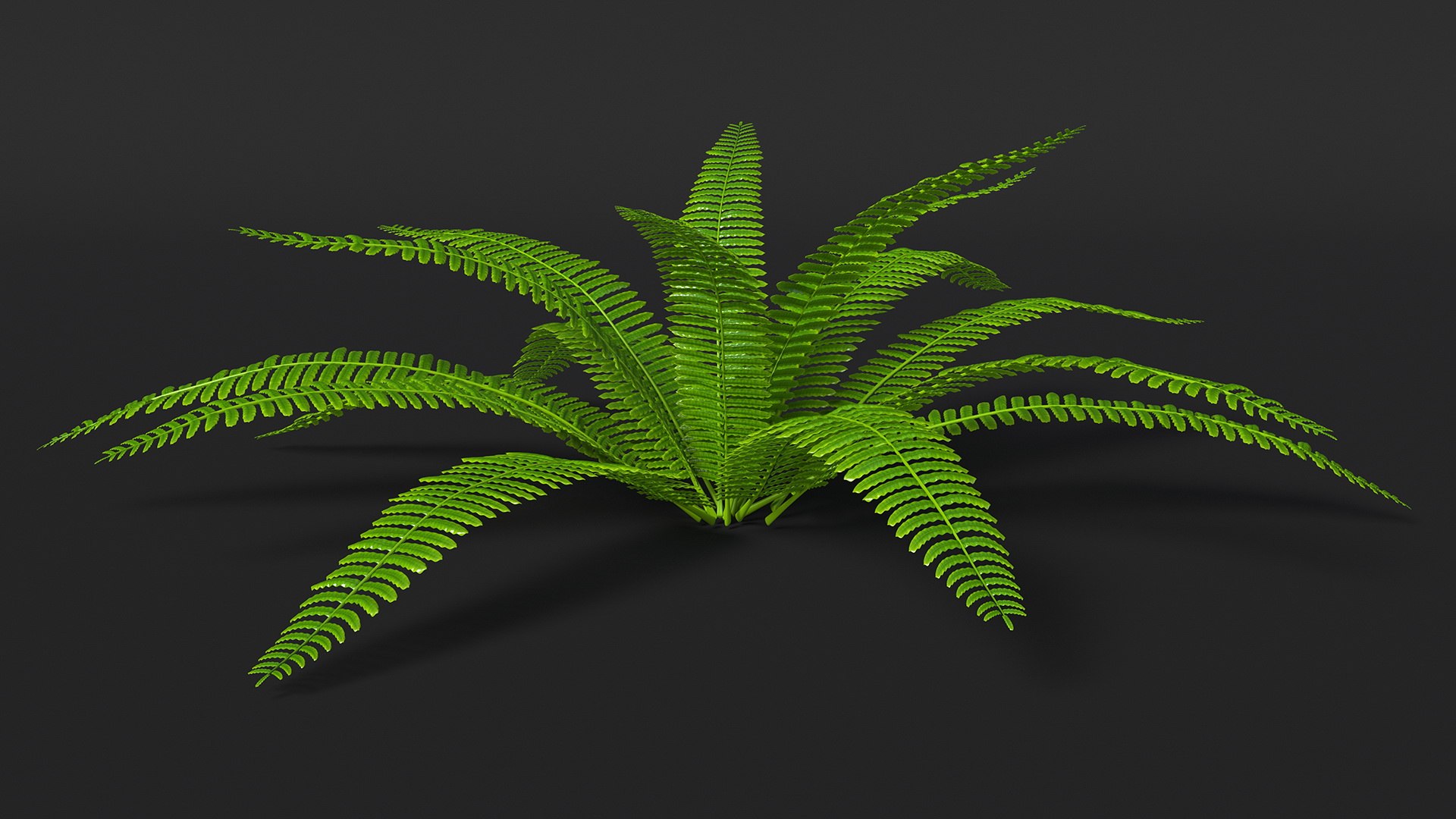 3D Model Tropical Fern Plant - TurboSquid 2238335