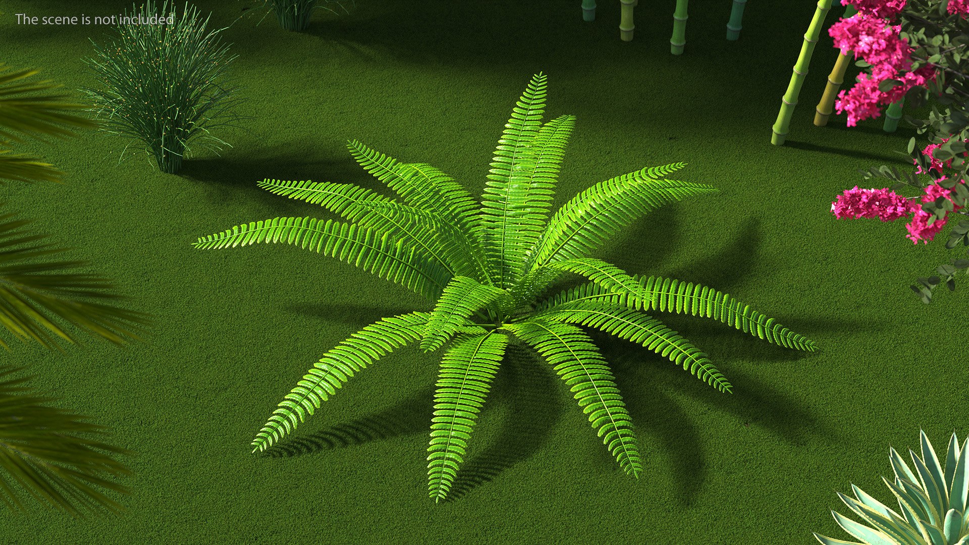 3D Model Tropical Fern Plant - TurboSquid 2238335