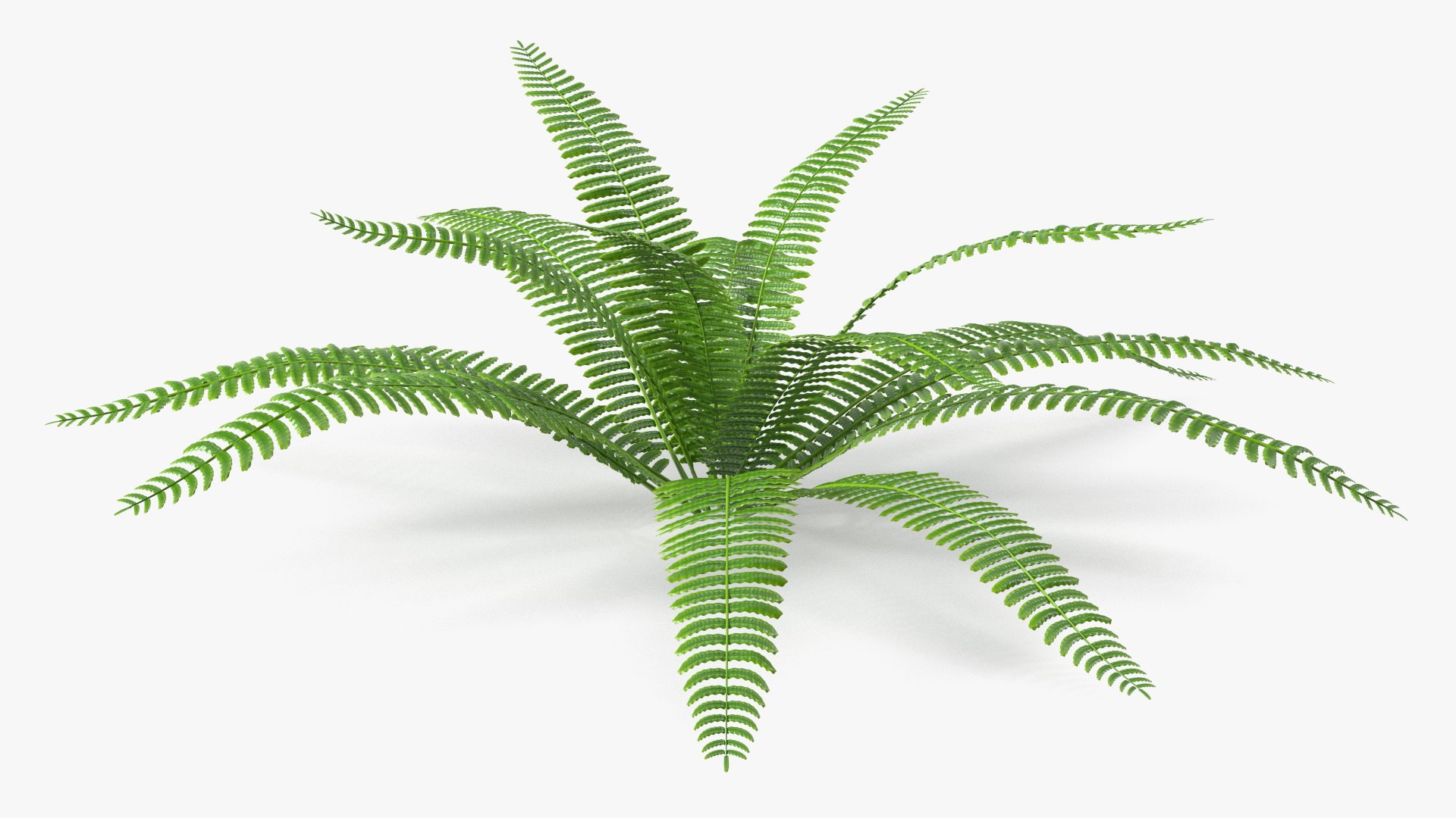3D Model Tropical Fern Plant - TurboSquid 2238335