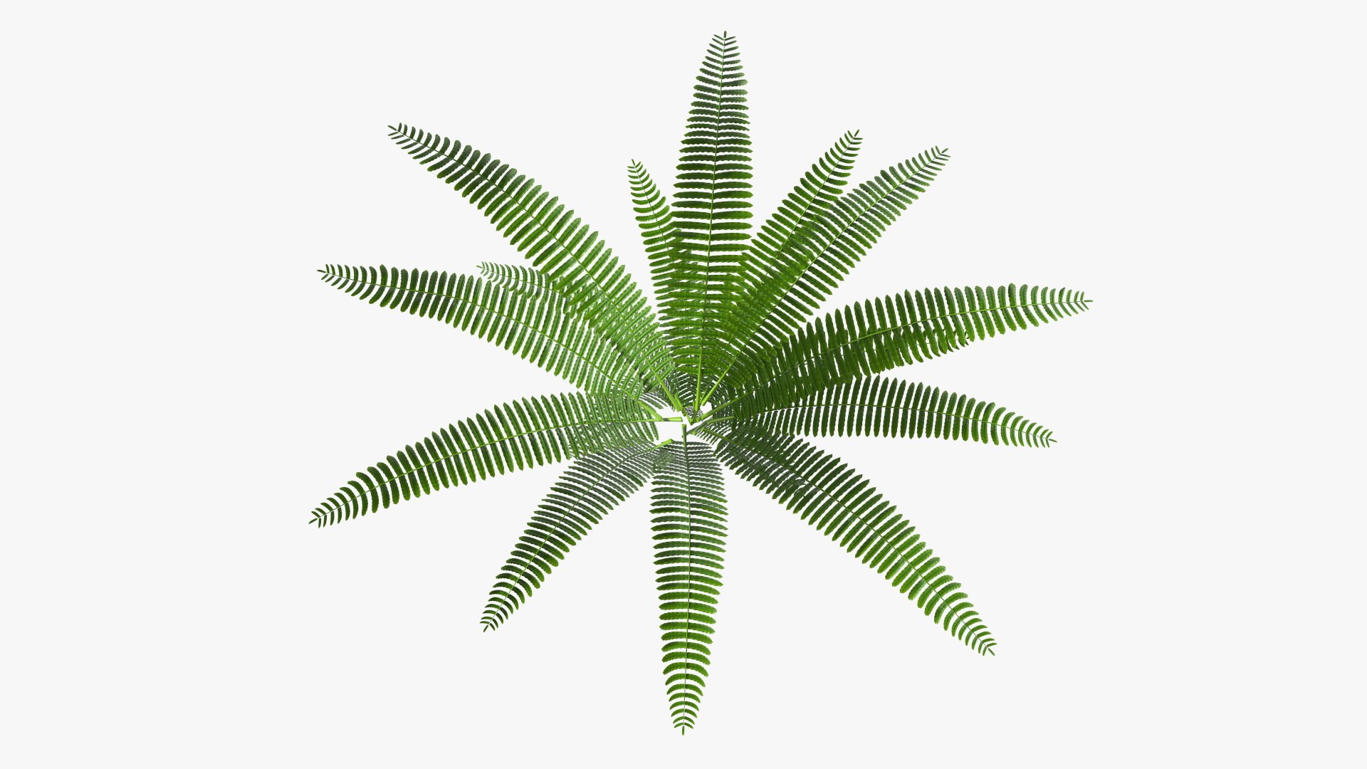 3D Model Tropical Fern Plant - TurboSquid 2238335