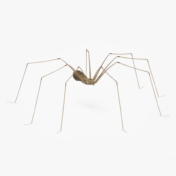 Spider 3D Models for Download | TurboSquid