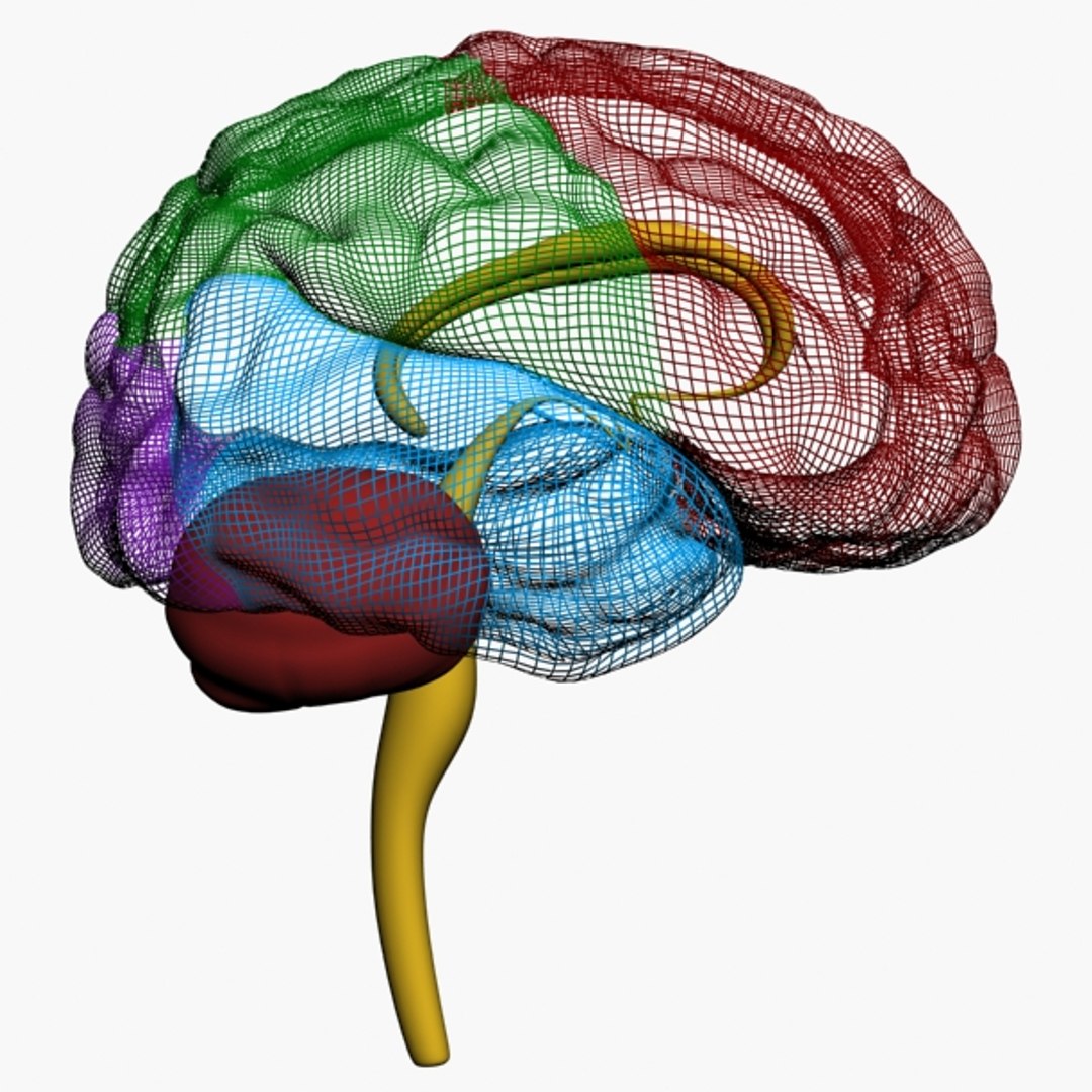 3ds max human brain