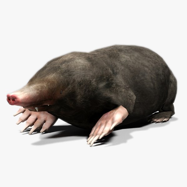 3D Mole Models | TurboSquid