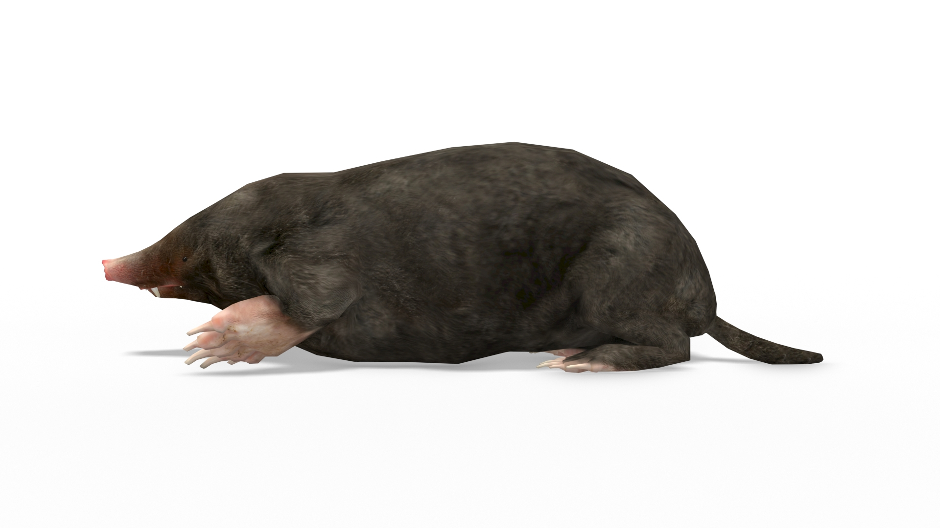 3D Mole - TurboSquid 1919133