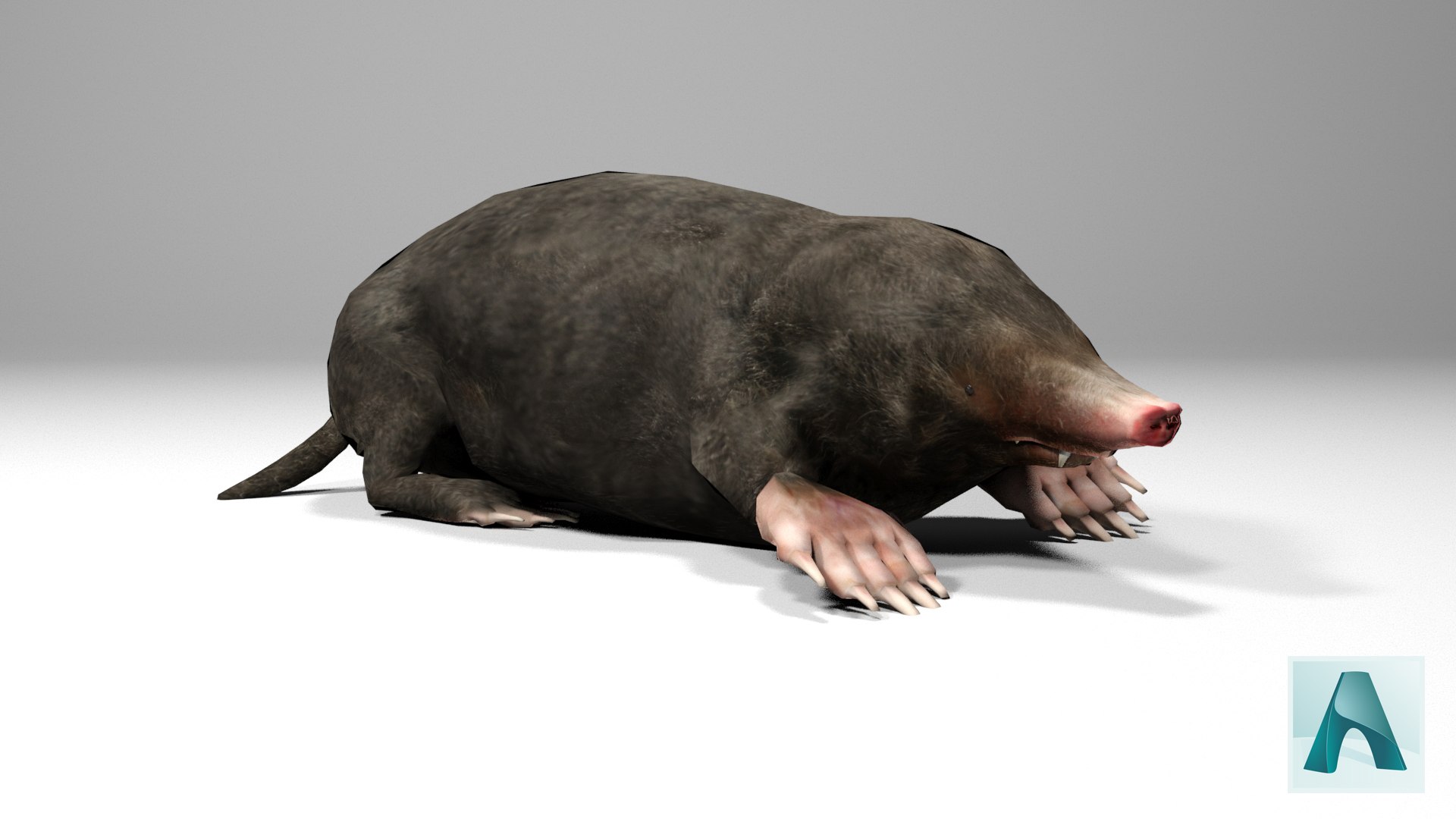 3D Mole - TurboSquid 1919133