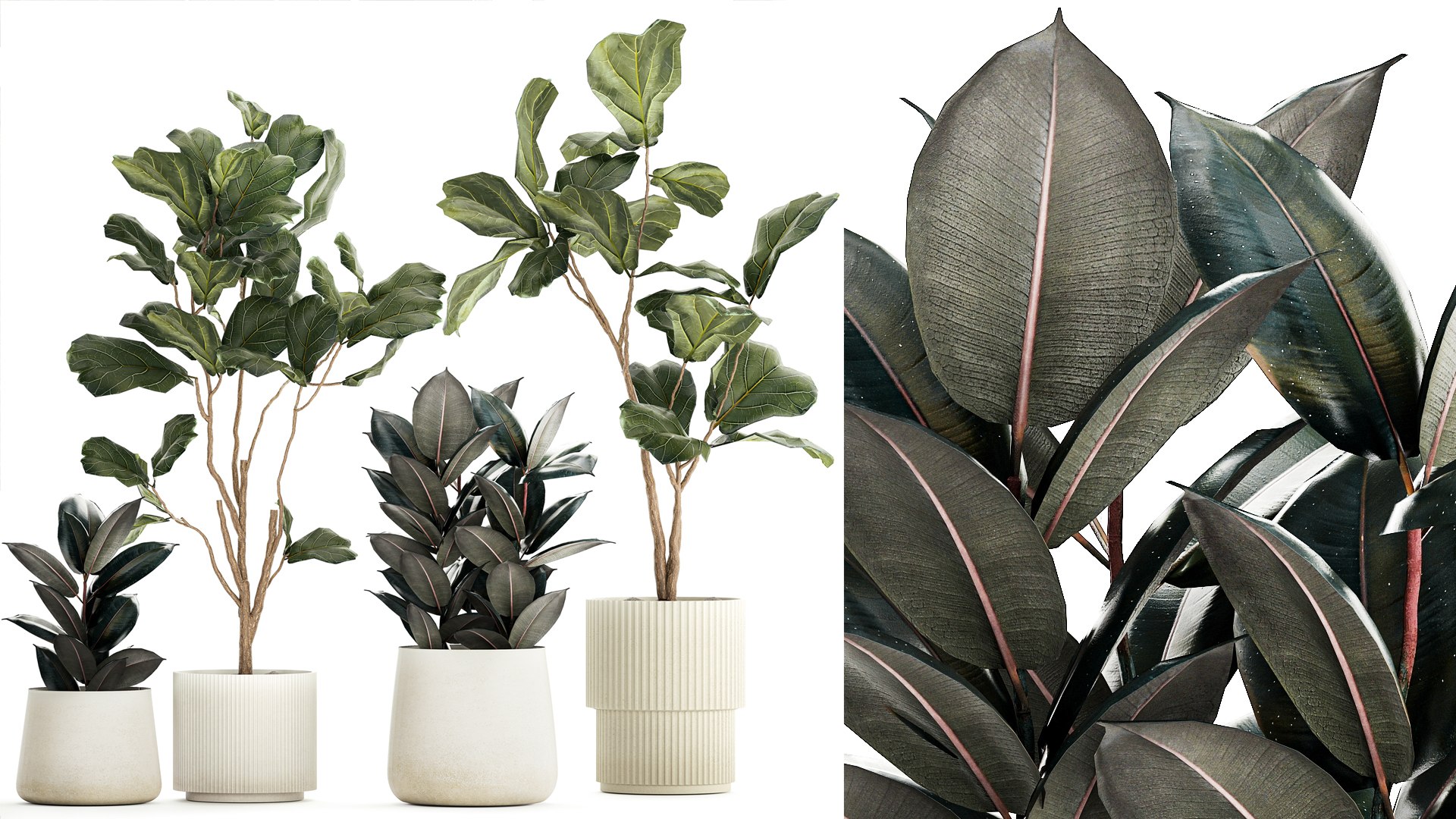 3D Ficus Elastica And Ficus Lyrata Trees In Flower Pots 1244 ...
