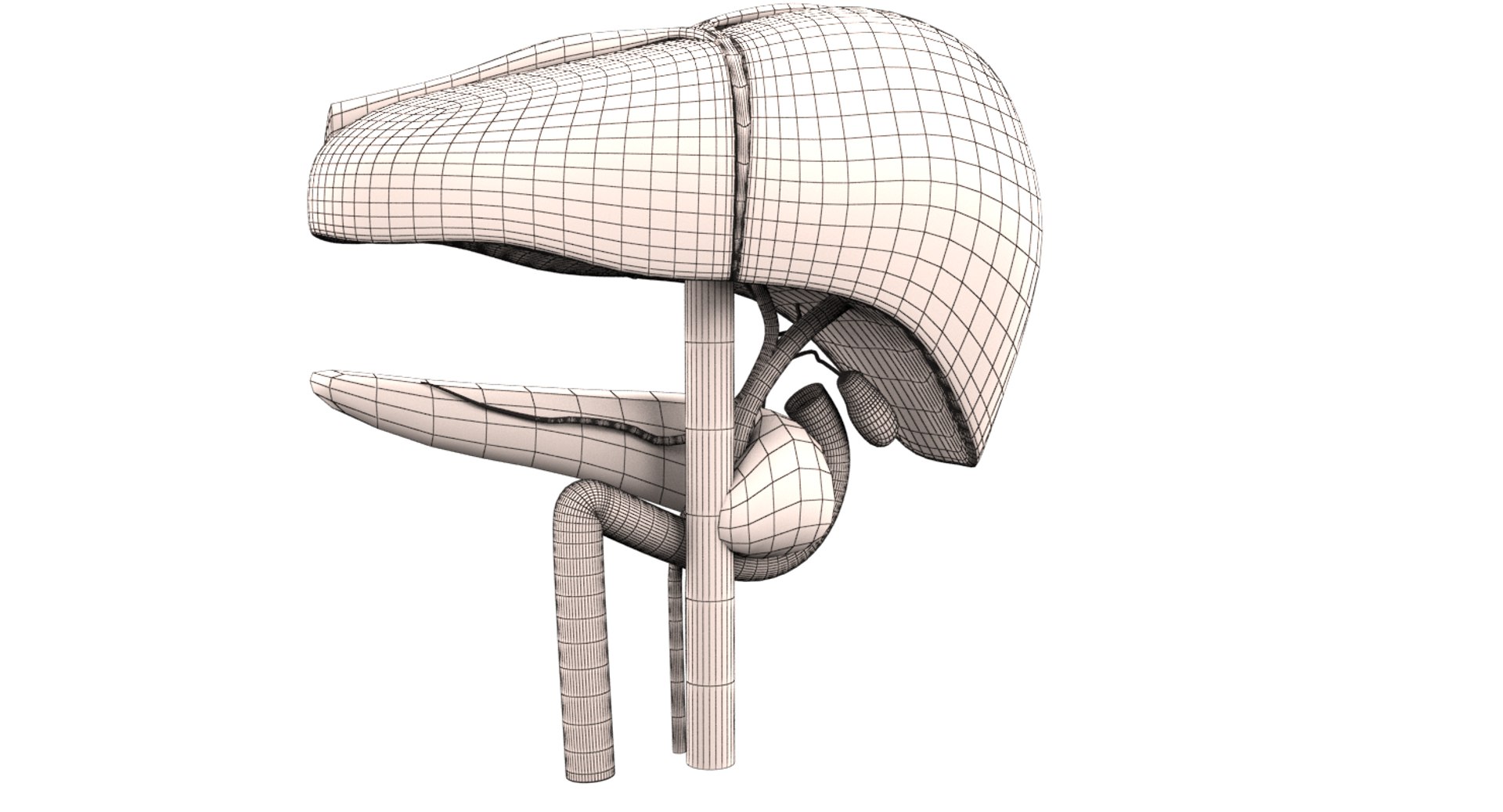 3D Model Realistic Organs Liver - TurboSquid 1178686