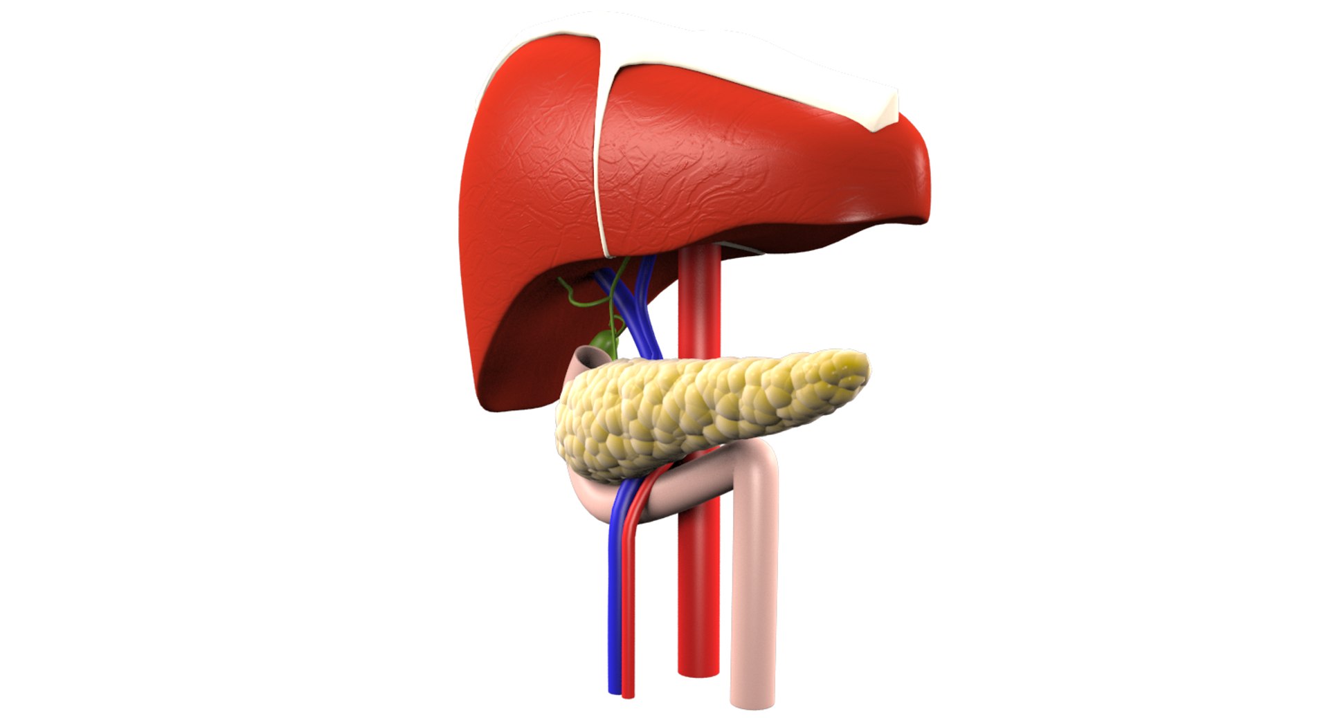 3D Model Realistic Organs Liver - TurboSquid 1178686