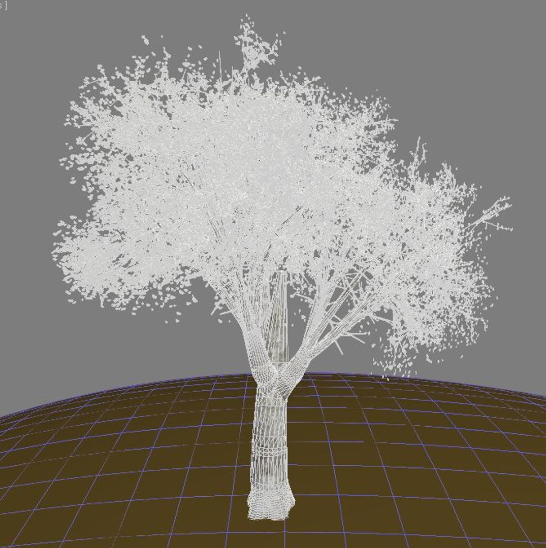 3d Pican Tree Model