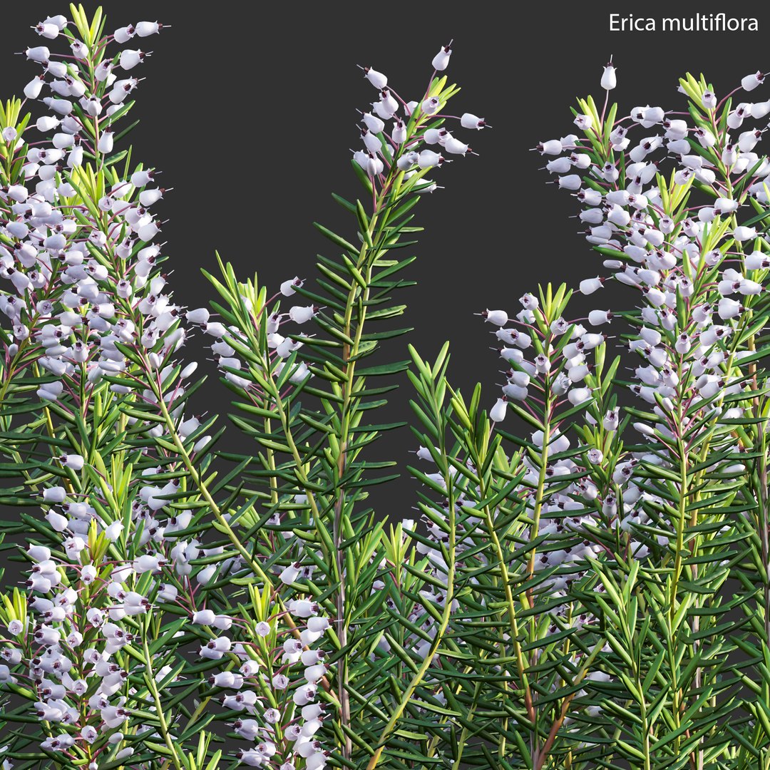 3D model Erica multiflora - Mediterranean Heath - Erica flowers ...