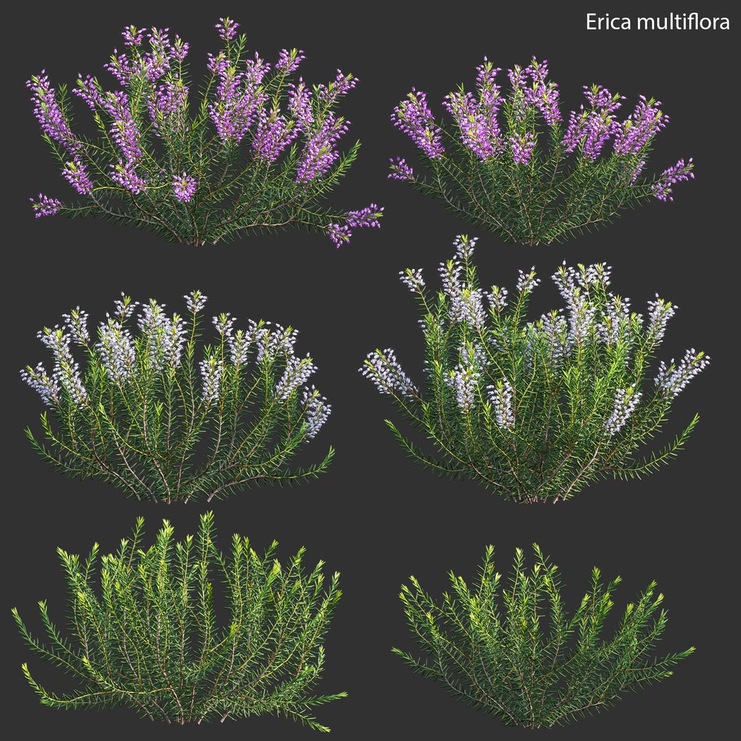 3D model Erica multiflora - Mediterranean Heath - Erica flowers ...