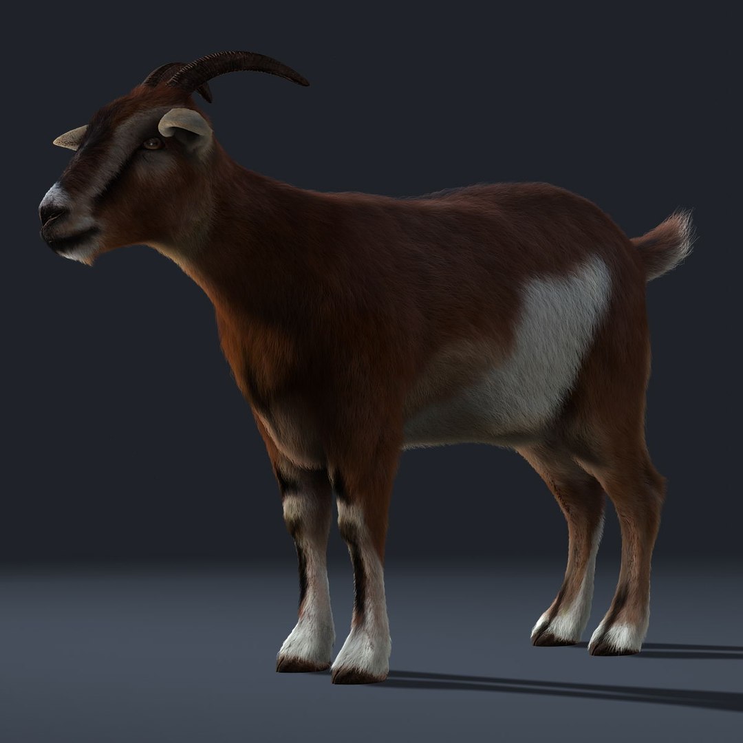 Goat Hair Animation 3d Ma