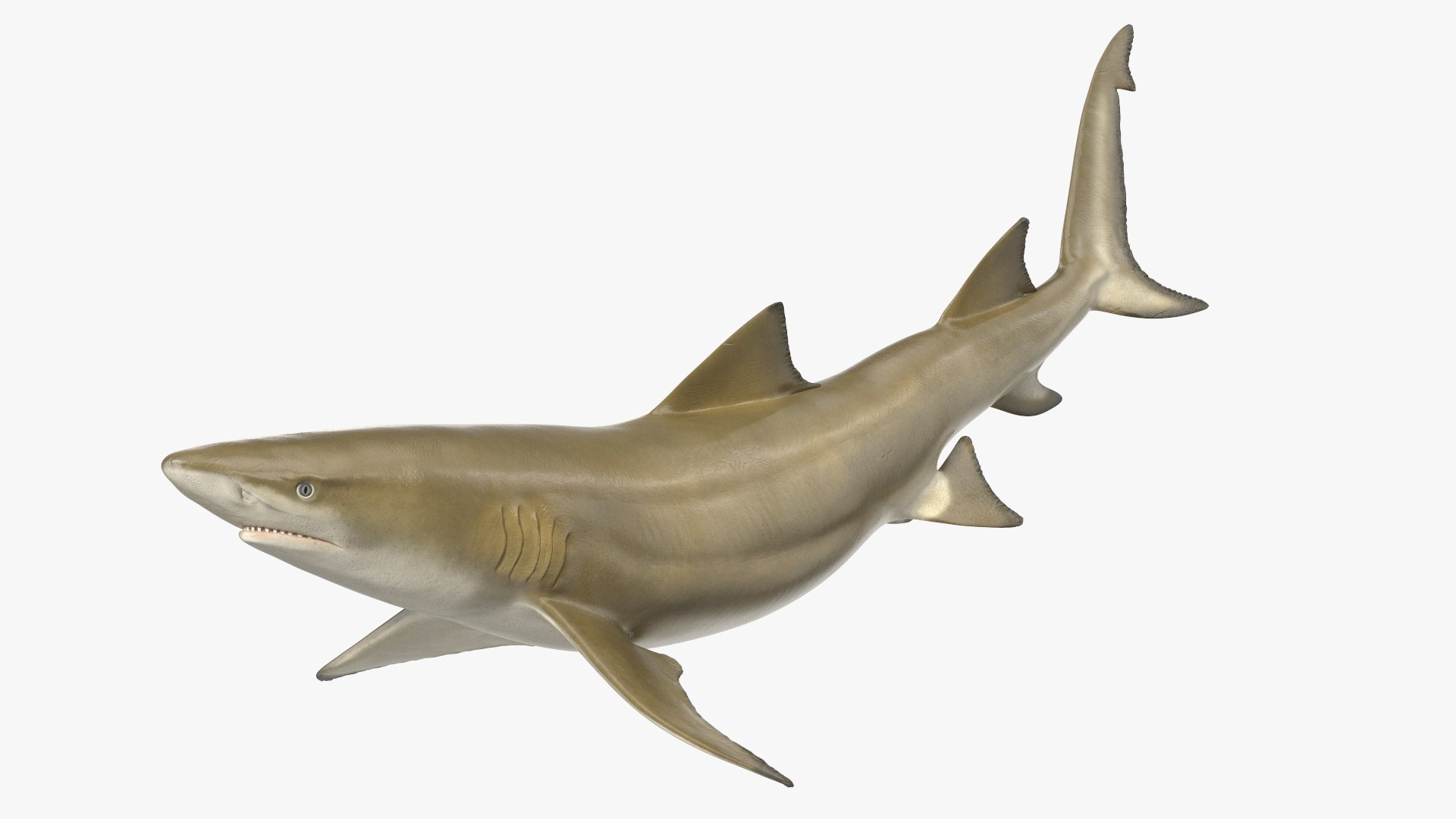 Sharptooth Lemon Shark Rigged 3D Model - TurboSquid 2267431