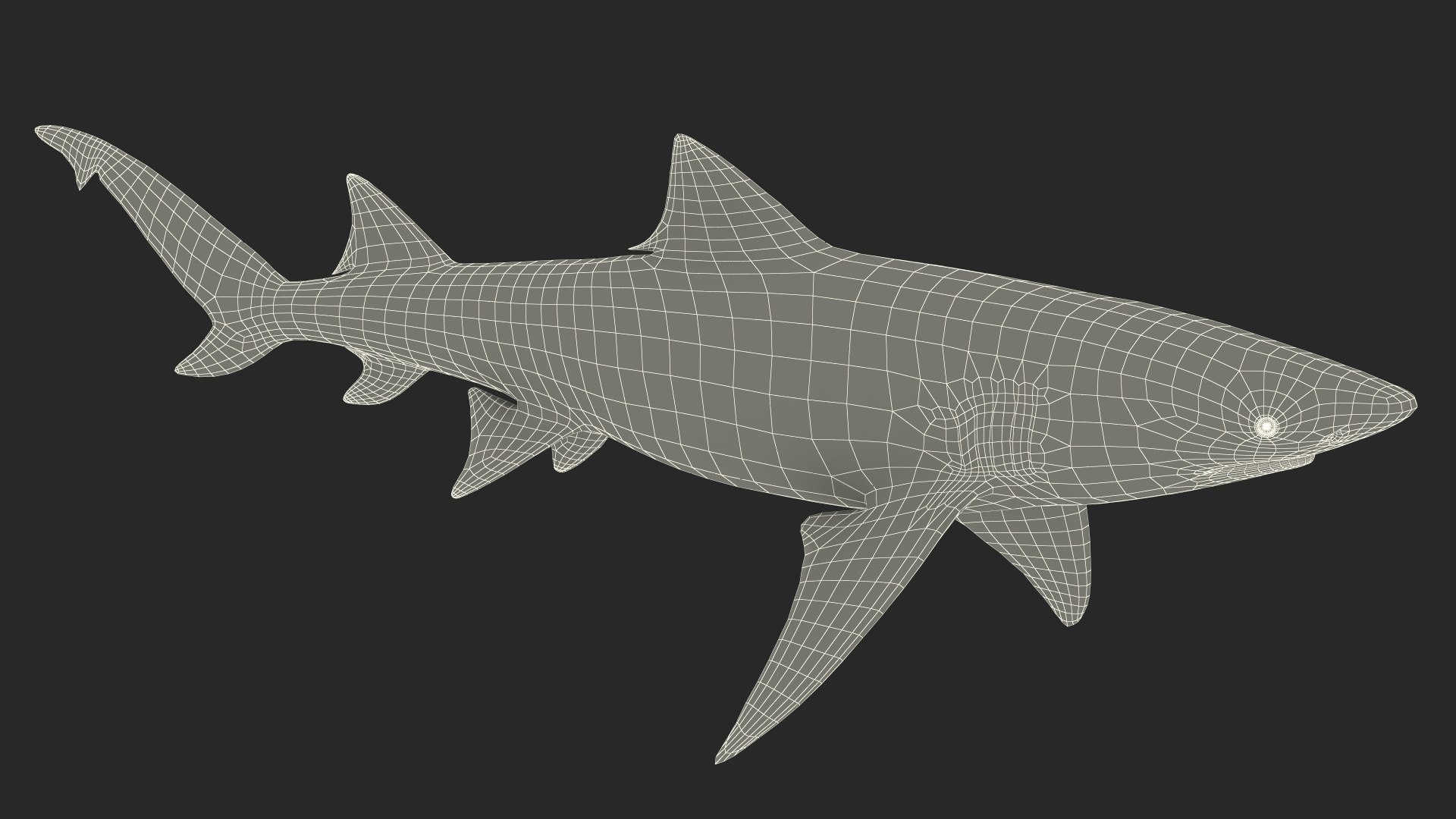 Sharptooth Lemon Shark Rigged 3D Model - TurboSquid 2267431