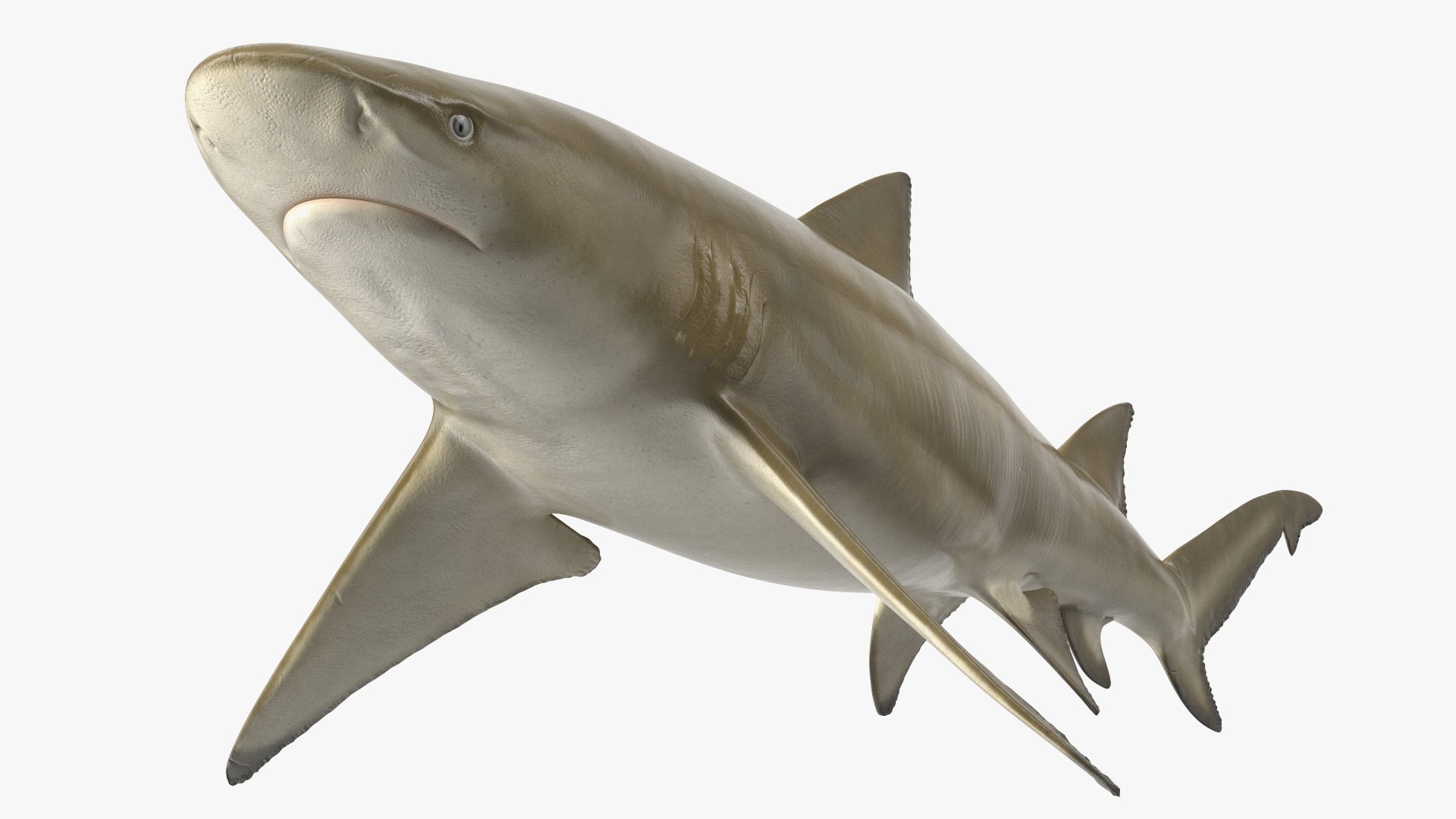 Sharptooth Lemon Shark Rigged 3D Model - TurboSquid 2267431