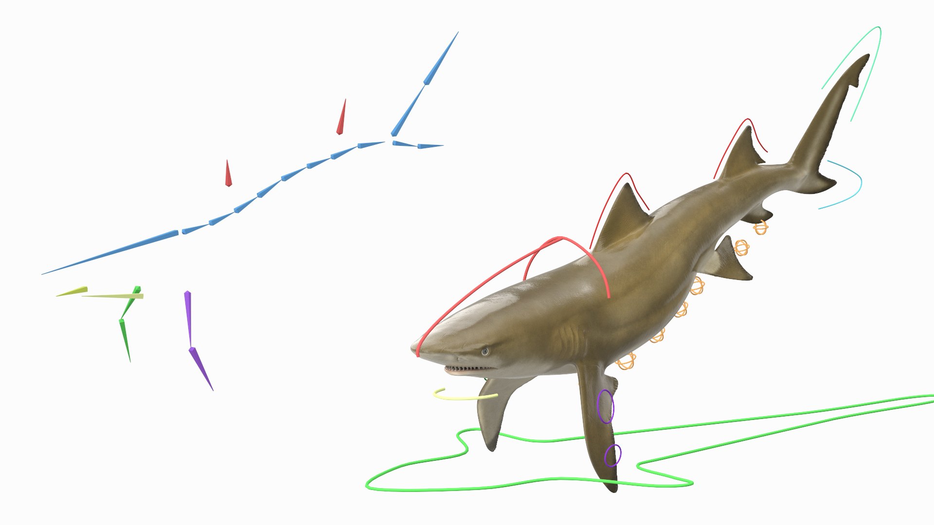 Sharptooth Lemon Shark Rigged 3D Model - TurboSquid 2267431