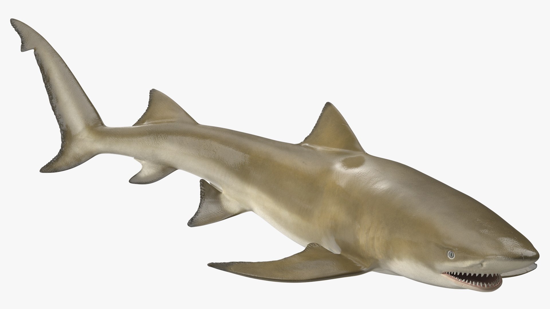 Sharptooth Lemon Shark Rigged 3D Model - TurboSquid 2267431