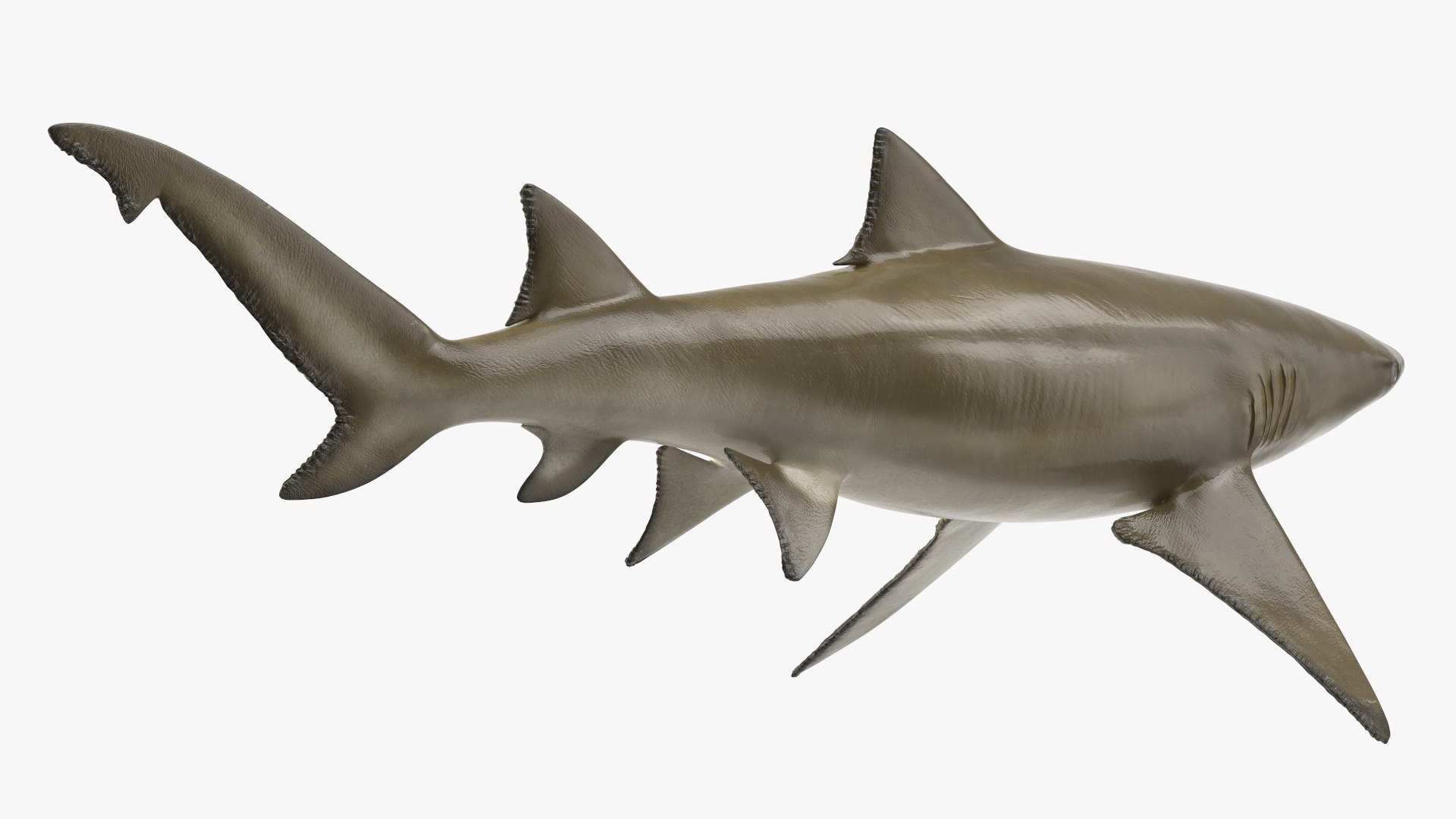 Sharptooth Lemon Shark Rigged 3D Model - TurboSquid 2267431
