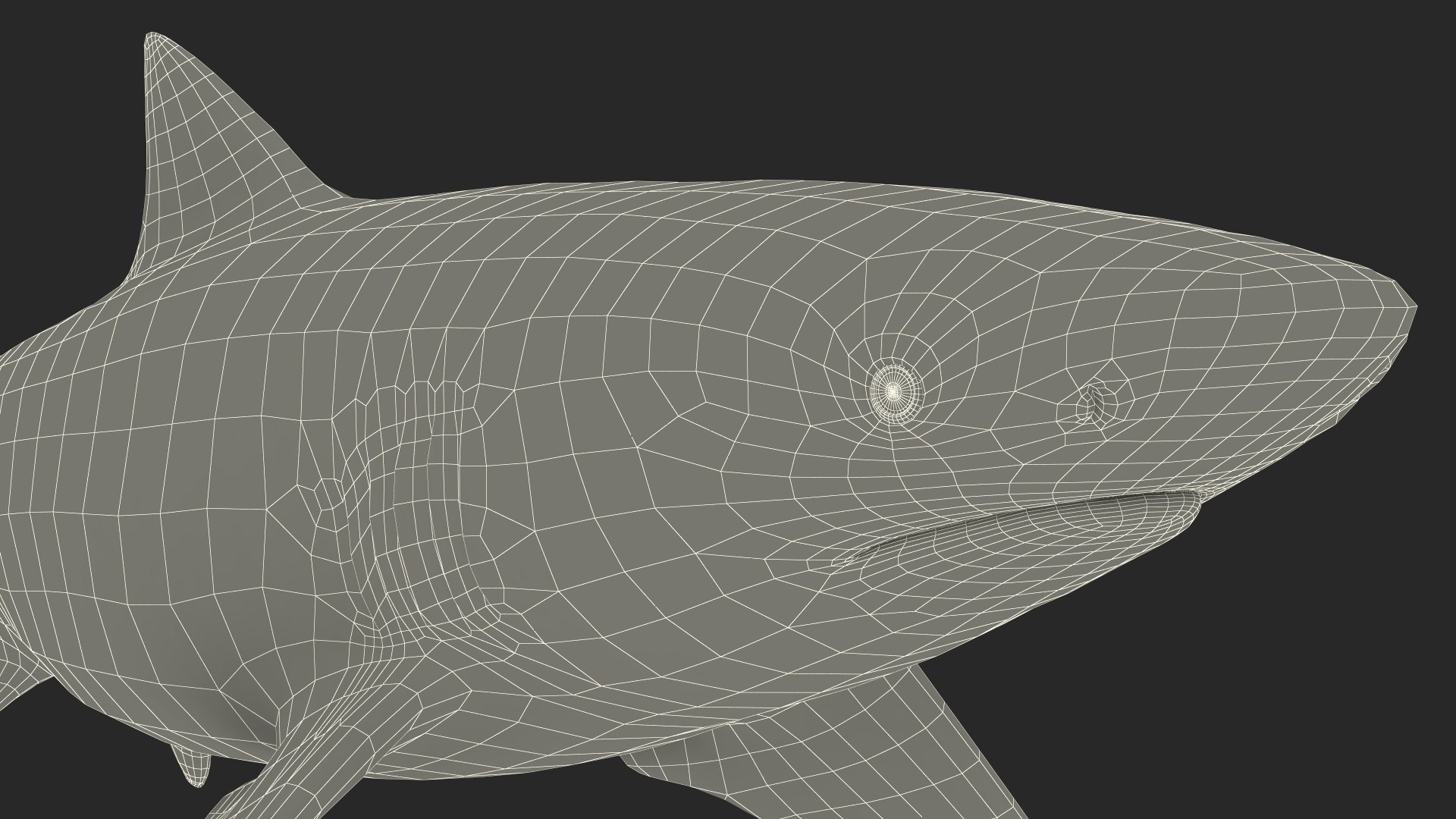 Sharptooth Lemon Shark Rigged 3D Model - TurboSquid 2267431
