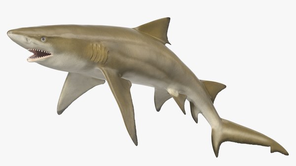 Modelo 3d Tiburón Limón De Dientes Afilados Aparejado Turbosquid 2267431