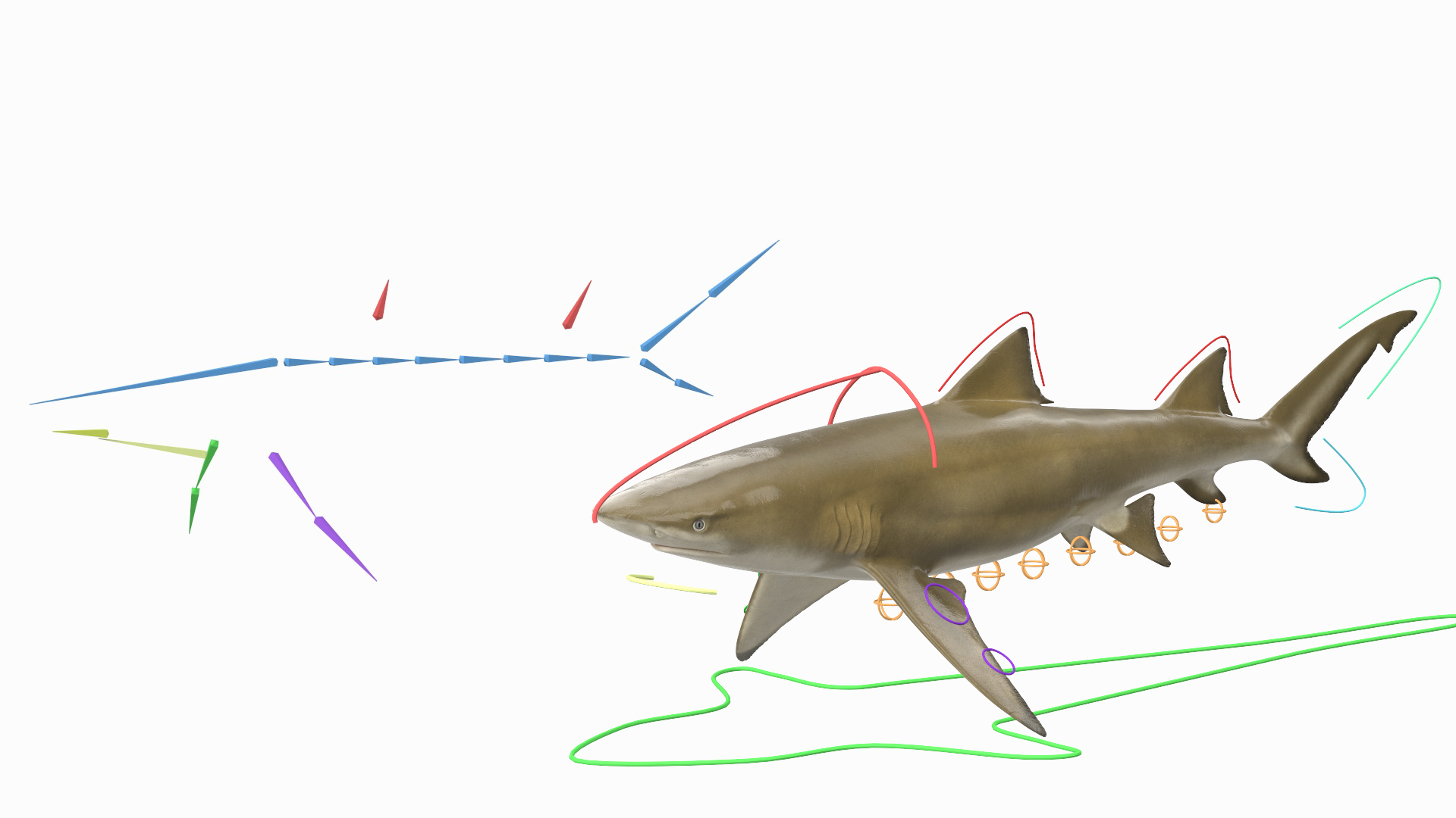 Sharptooth Lemon Shark Rigged 3D Model - TurboSquid 2267431