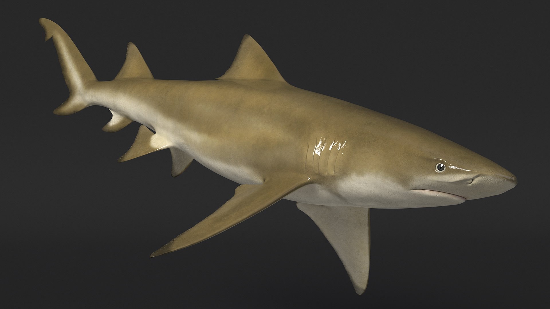 Sharptooth Lemon Shark Rigged 3D Model - TurboSquid 2267431