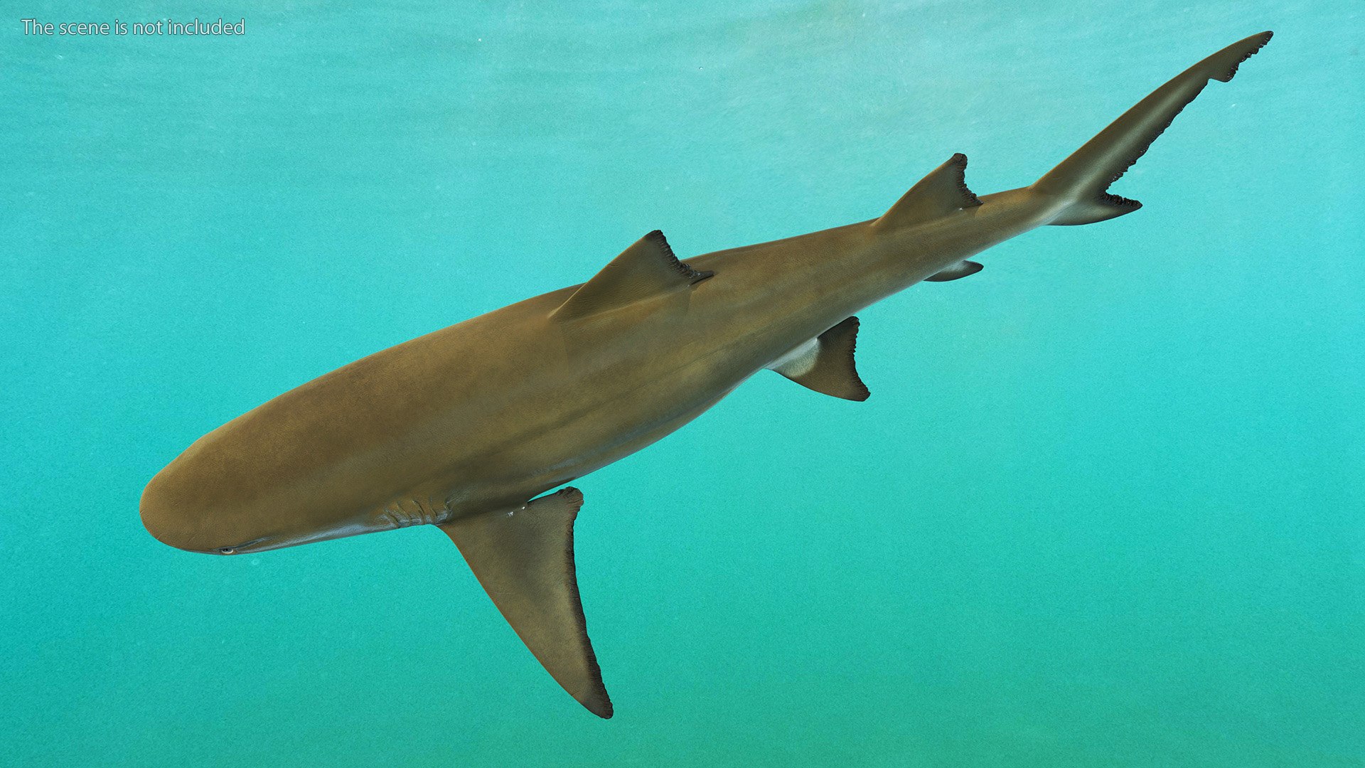 Sharptooth Lemon Shark Rigged 3D Model - TurboSquid 2267431