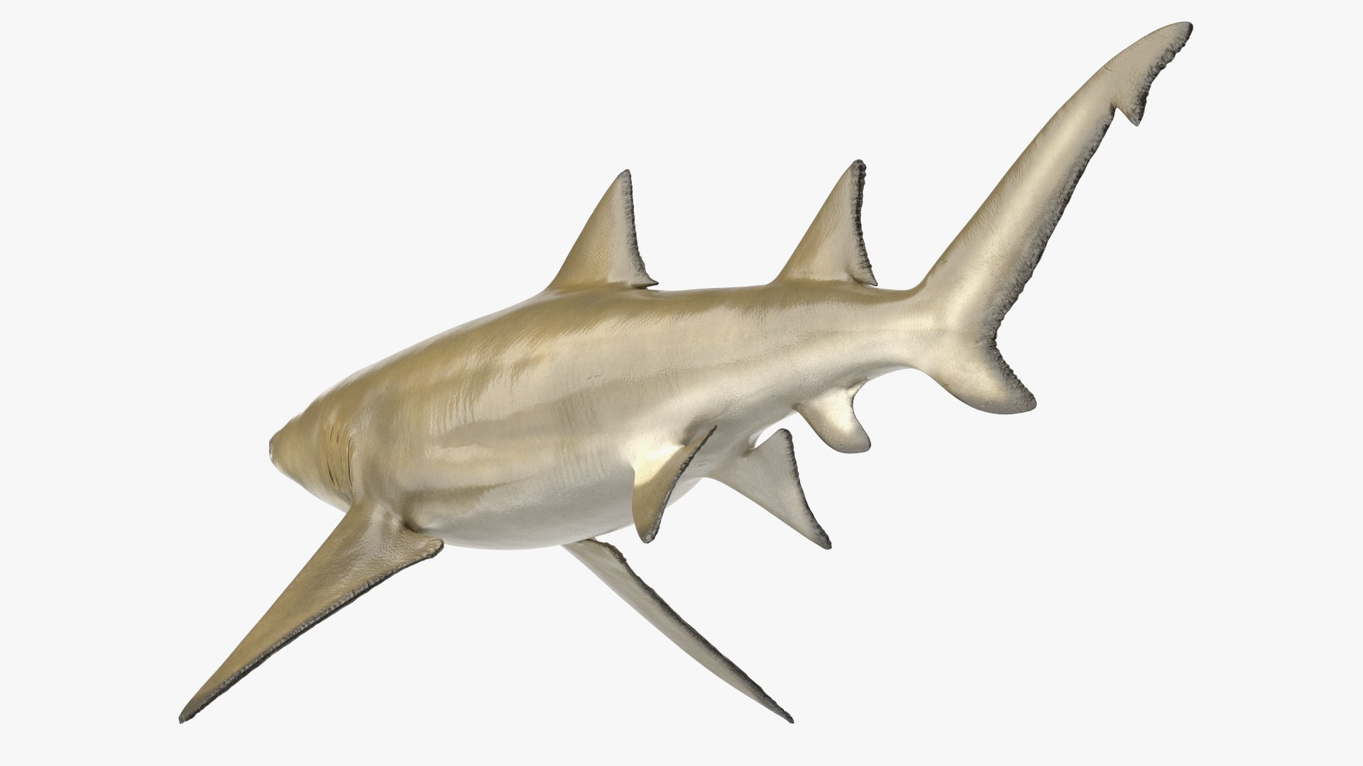 Sharptooth Lemon Shark Rigged 3D Model - TurboSquid 2267431